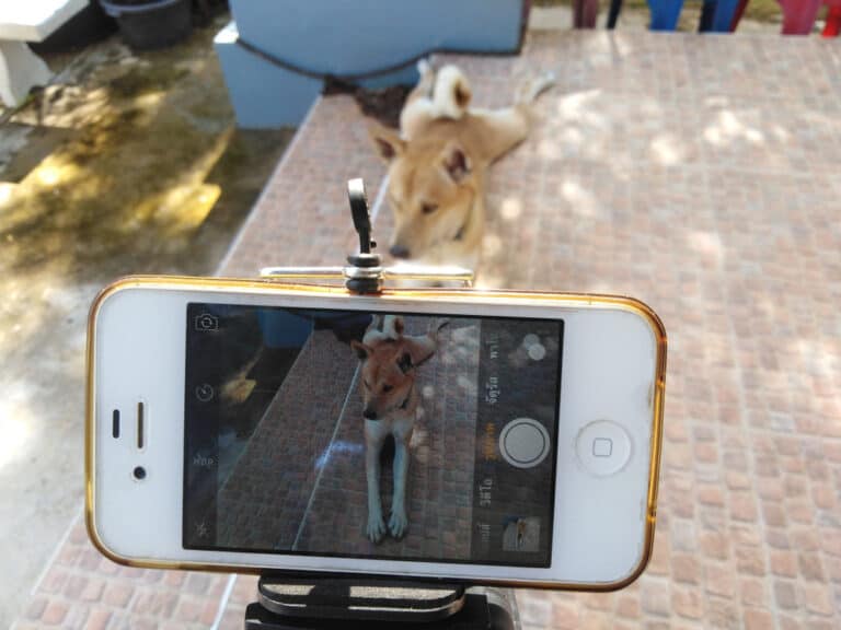 How To Find GIFs on iPhone | DeviceTests